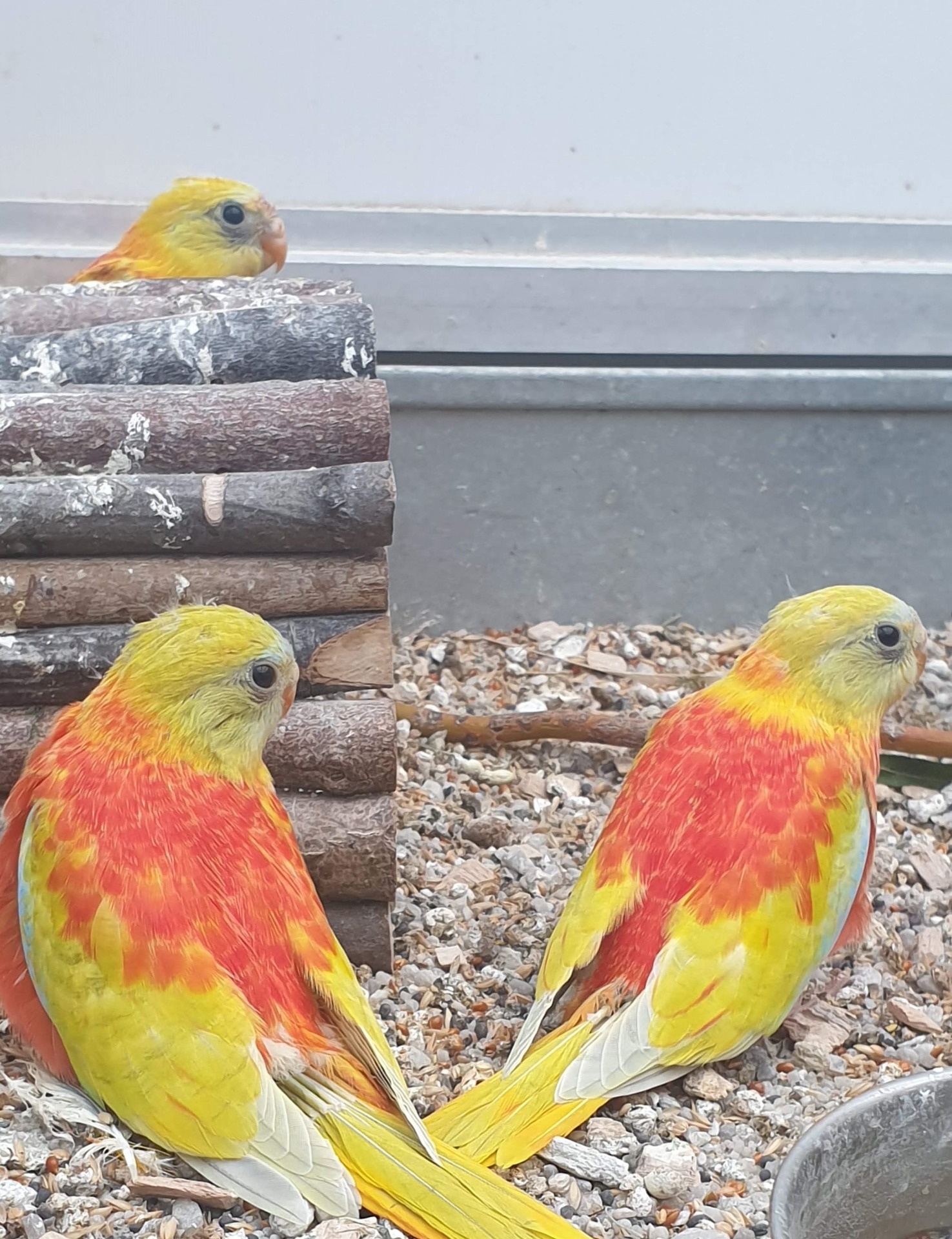 Neoféma tyrkysová :: Chov-papousku-lisany